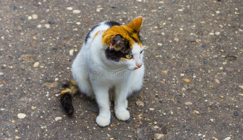 Spotted cat stock photo. Image of breed, black, fauna - 60009438