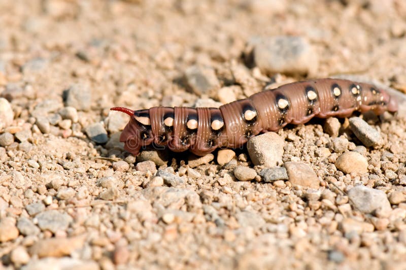 Spotted caterpillar stock photo. Image of creature, sphingid - 18389370
