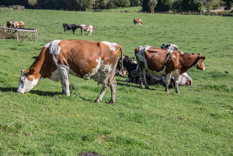 Spotted Cattle on Pasture and in the Stable Stock Image - Image of ...
