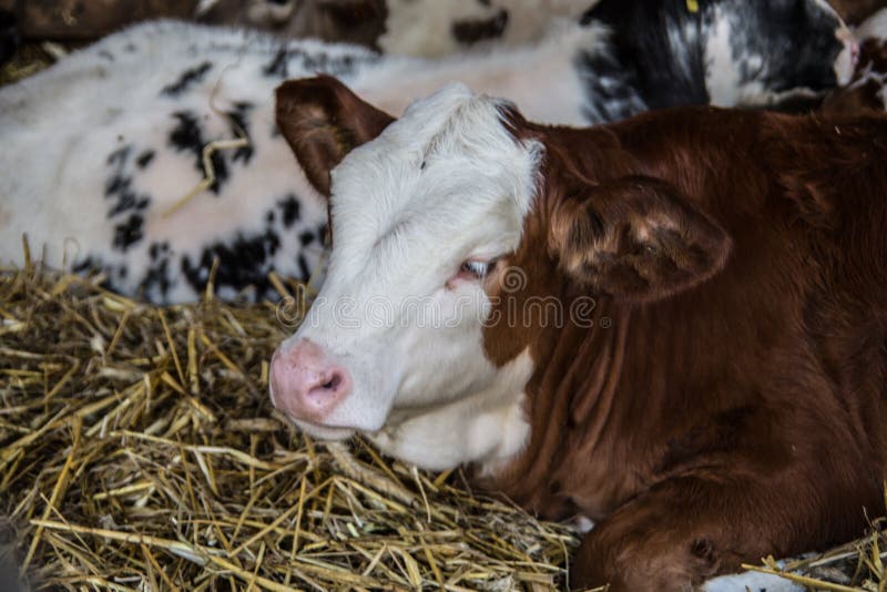 Spotted Cattle on Pasture and in the Stable Stock Image - Image of ...