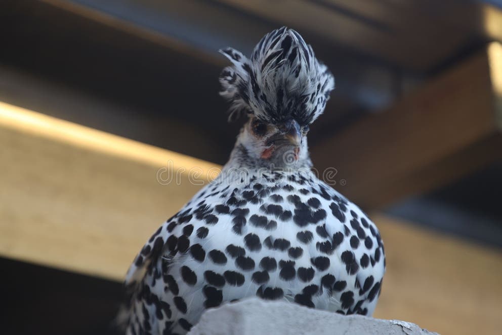Spotted Chicken Perched Atop a Corner of a White Wall, Facing Forward ...