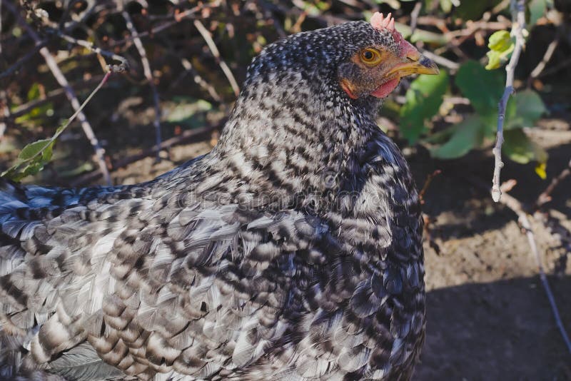 Speckled hen on the farm. stock photo. Image of feather - 196206792