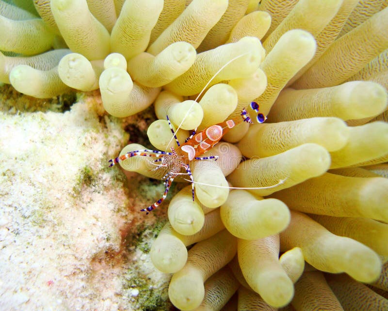 Spotted Cleaner Shrimp stock photo. Image of crustacean - 33094012 Spotted Cleaner Shrimp stock photo. Image of crustacean - 33094012