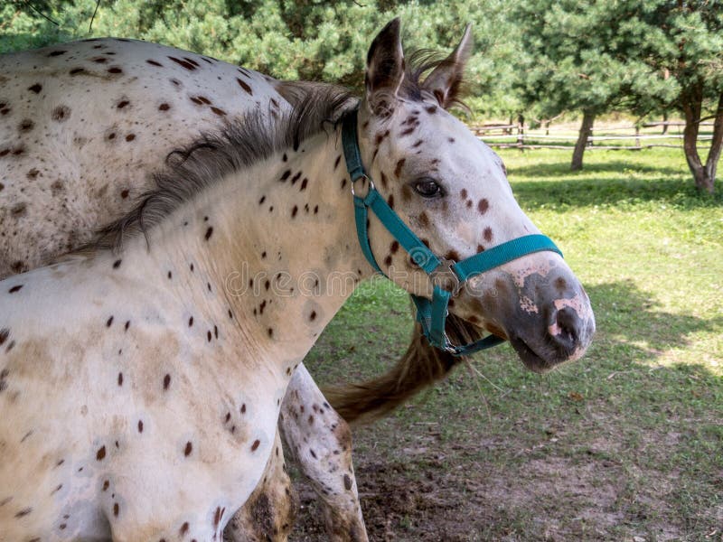 Spotted colt stock photo. Image of mane, animal, white - 43858674