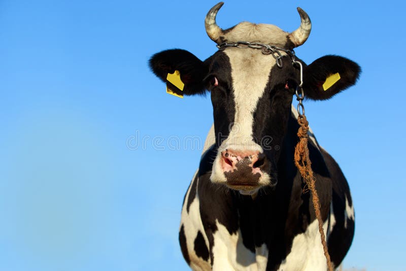 The spotted cow stock image. Image of white, head, grass - 79542081