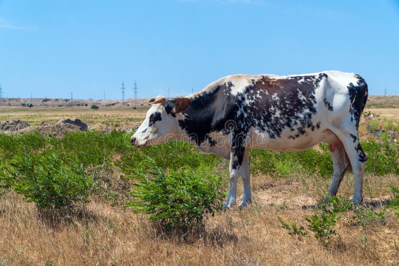 Spotted cow on field stock image. Image of meadow, animal - 151132699