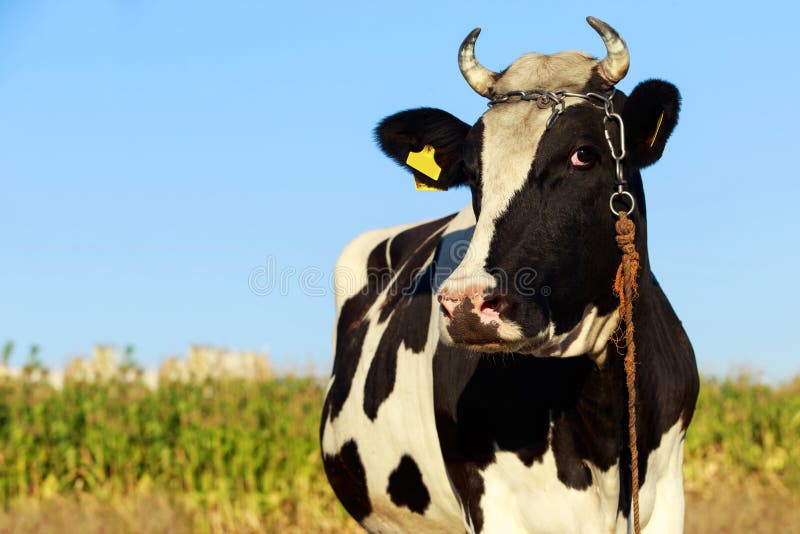 The spotted cow stock photo. Image of grazing, color - 78668582