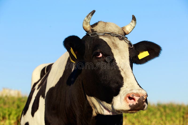 The spotted cow stock photo. Image of green, mammal, color - 79543104