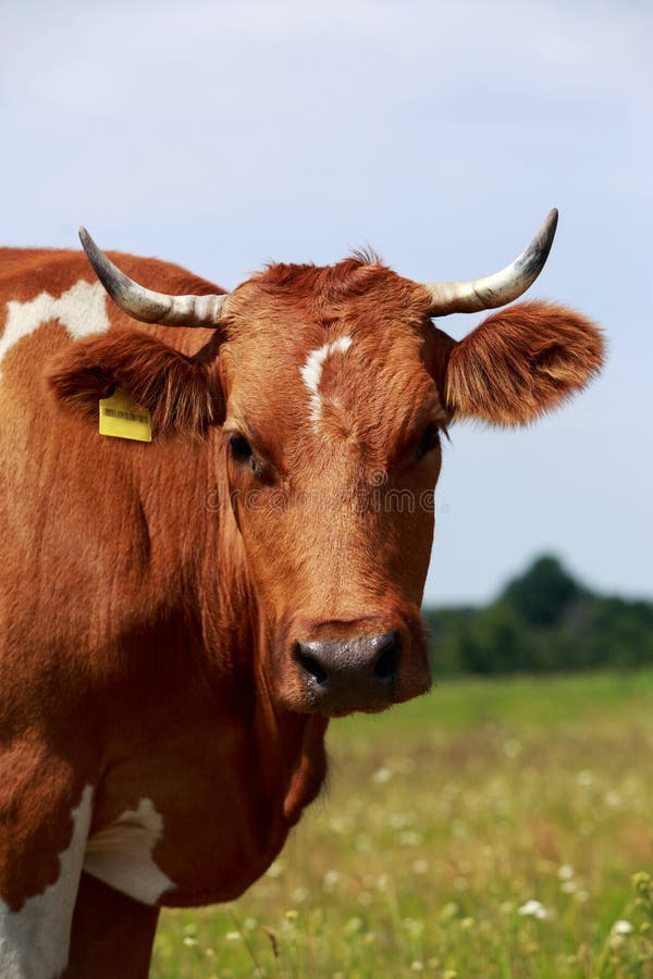 The spotted cow stock photo. Image of brown, grass, eating - 100328246
