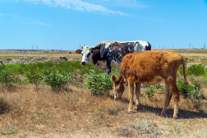 Spotted Cow with a Skinny Calf on Field Stock Image - Image of beauty ...