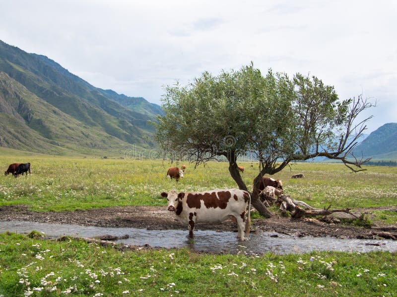 Spotted Cow Standing in the Creek Next To a Tree on a Background of ...