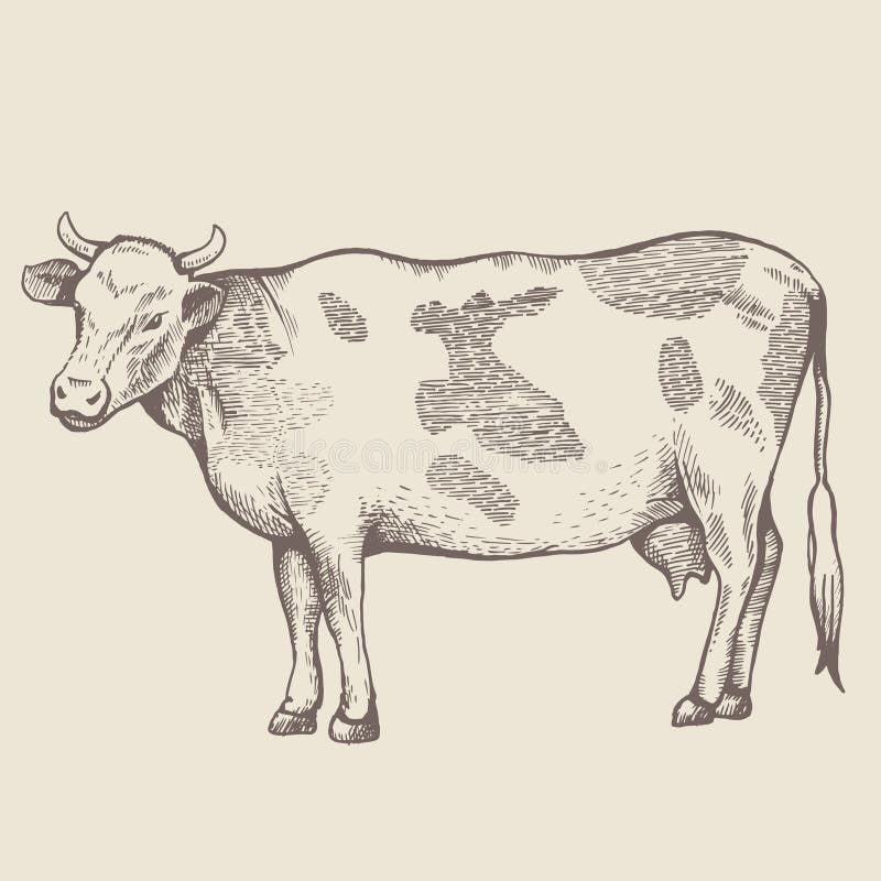 Wooden Fence. Vector Drawing Stock Vector - Illustration of country ...