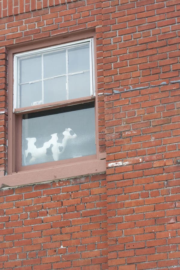 Spotted Cow in Window stock photo. Image of agriculture - 117984864