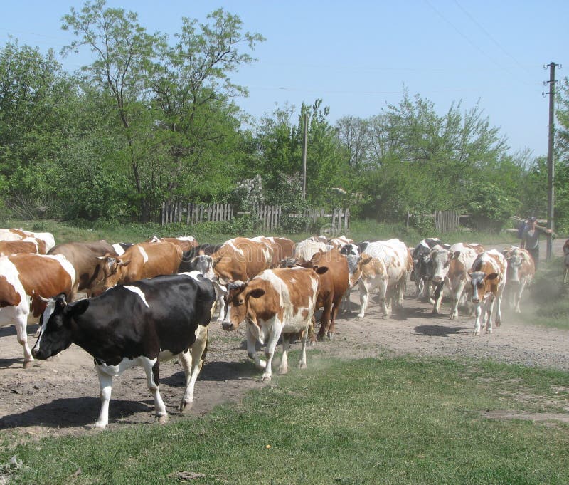 Spotted Cows-2 Picture. Image: 5363766