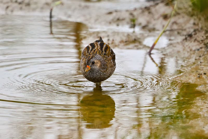 Spotted Crake bird stock photo. Image of brown, wetlands - 170149138
