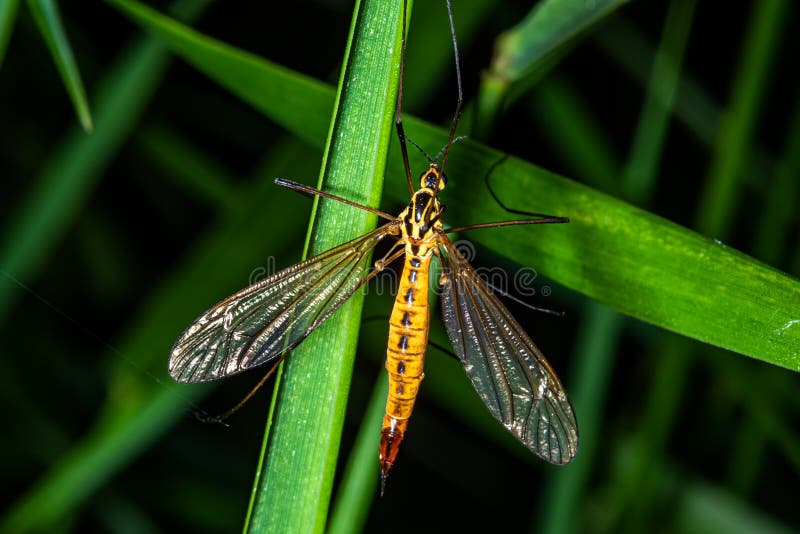 Spotted Crane Fly Lat. Nephrotoma Appendiculata Stock Photo - Image of ...