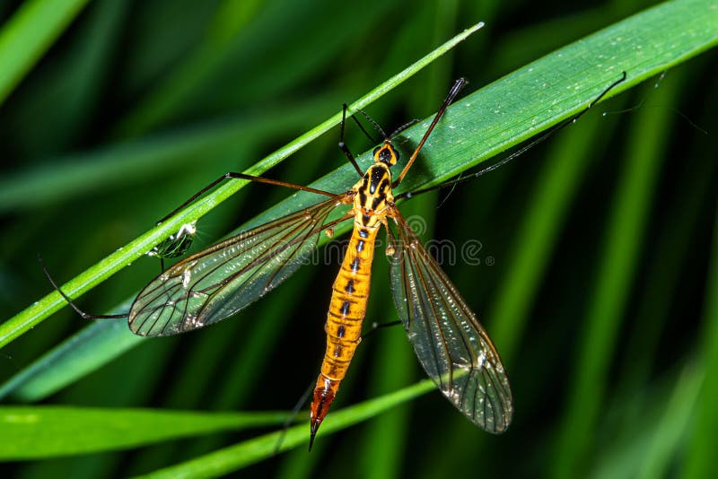 Spotted Crane Fly Lat. Nephrotoma Appendiculata Stock Photo - Image of ...