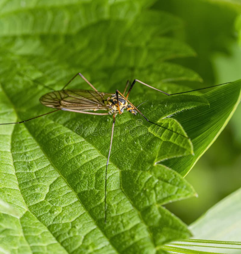 Spotted crane fly stock image. Image of crane, closeup - 284214199
