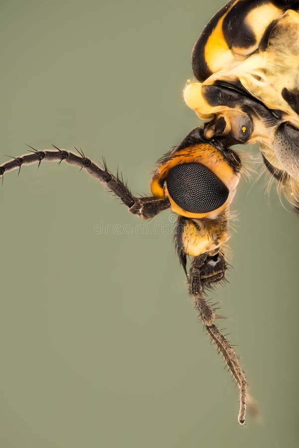 Spotted Crane-Fly, Nephrotoma Appendiculata Stock Image - Image of ...