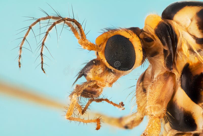 Spotted Crane Fly, Nephrotoma Appendiculata Stock Photo - Image of ...