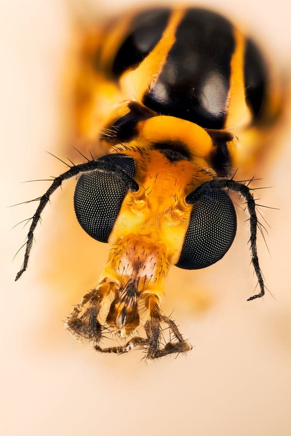 Crane Fly, Nephrotoma Crocata Stock Photo - Image of facet, dash: 46019670