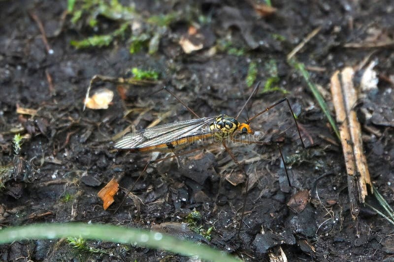 Spotted Cranefly ( Nephrotoma Appendiculata ) Stock Image - Image of ...