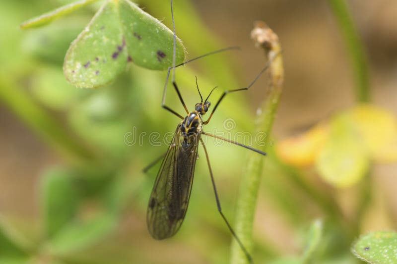 Spotted Cranefly, Nephrotoma Appendiculata Crane Fly Stock Image ...