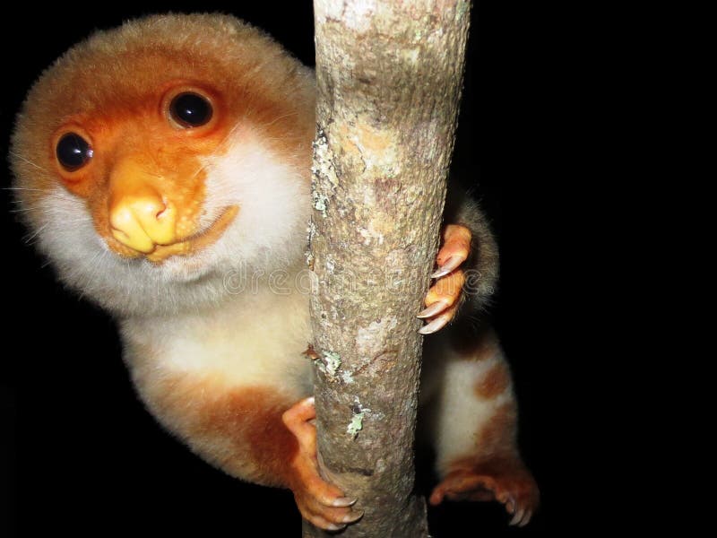 Spotted Cuscus Animal at Michael Mahoney blog