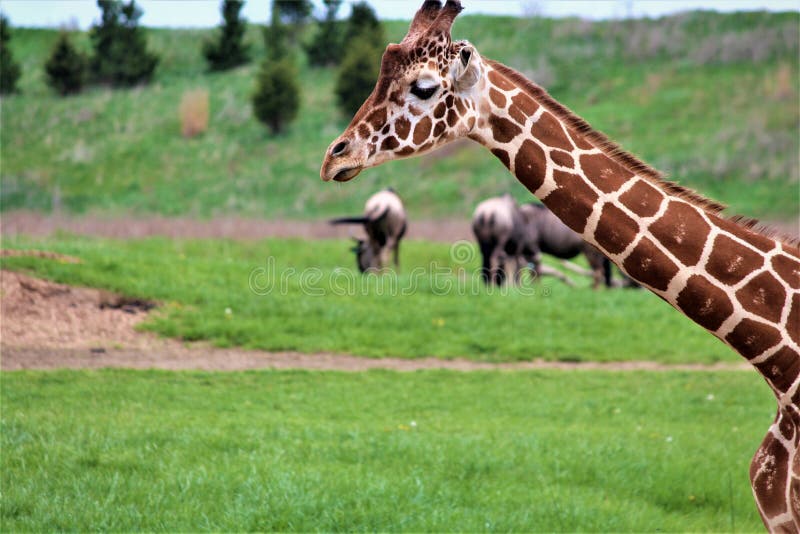 Spotted Cute Giraffe stock image. Image of camelopardalis - 115978809