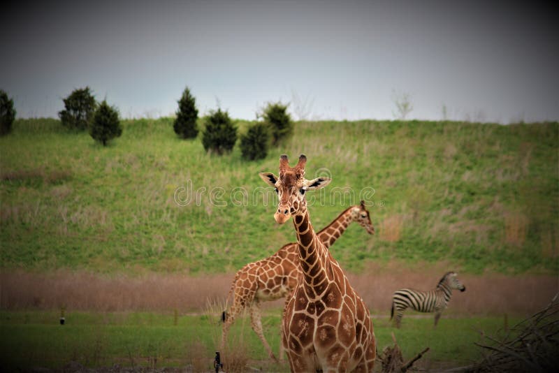 Spotted Cute Giraffe stock image. Image of african, exotic - 115978811