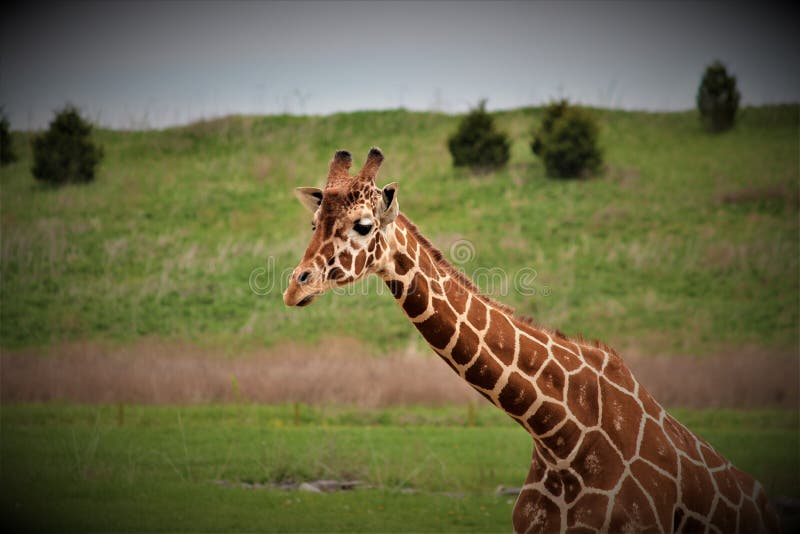 Spotted Cute Giraffe stock image. Image of neck, animal - 115978793