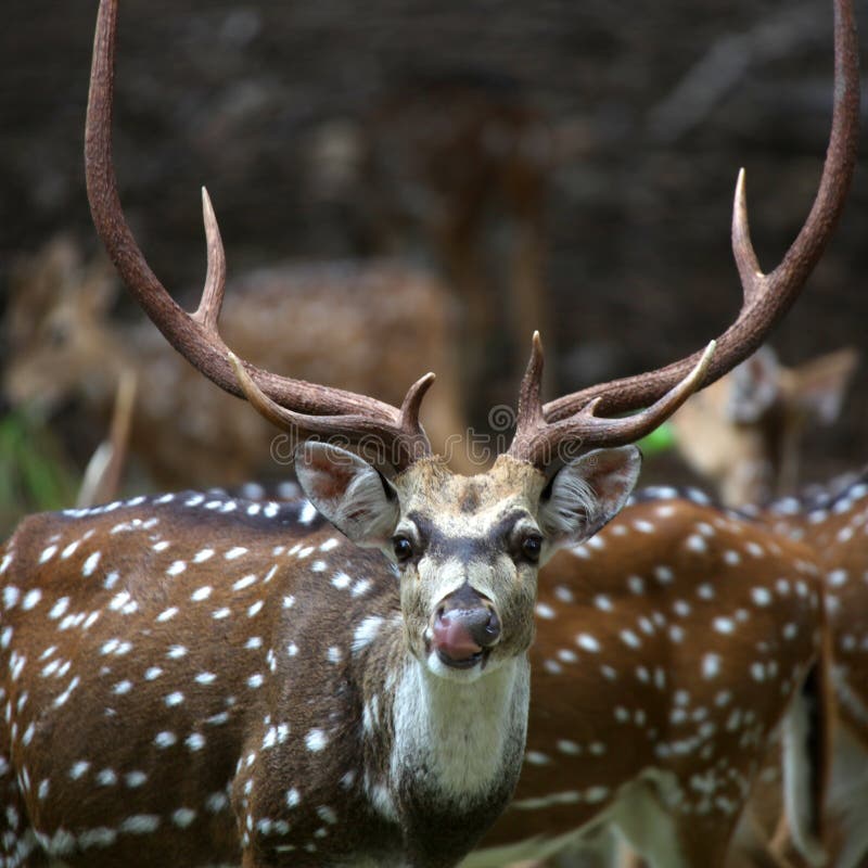 Spotted Dear in Forest stock photo. Image of taken, indian - 164006766