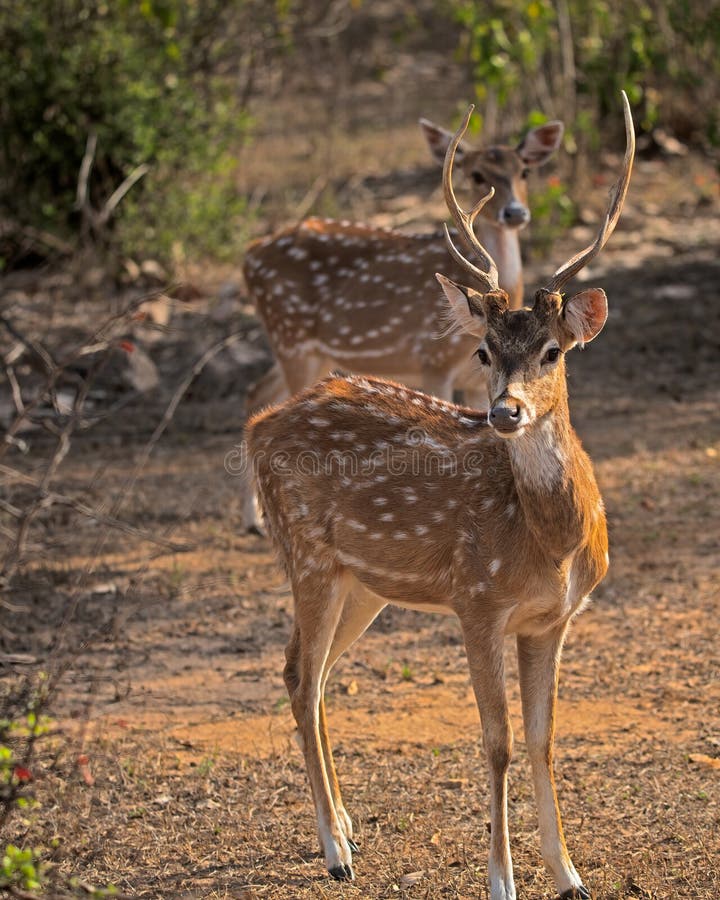 Dear forest life. stock photo. Image of dear, park, forest - 92480952