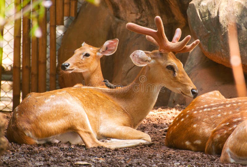 Spotted dear stock image. Image of cheetal, black, spot - 61016561