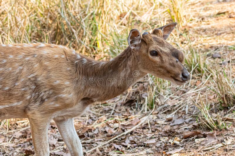 A Spotted Dear Having Blister Stock Image - Image of antelope, field ...