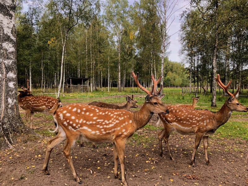 Deer’s life stock photo. Image of nature, spot, forest - 214966942