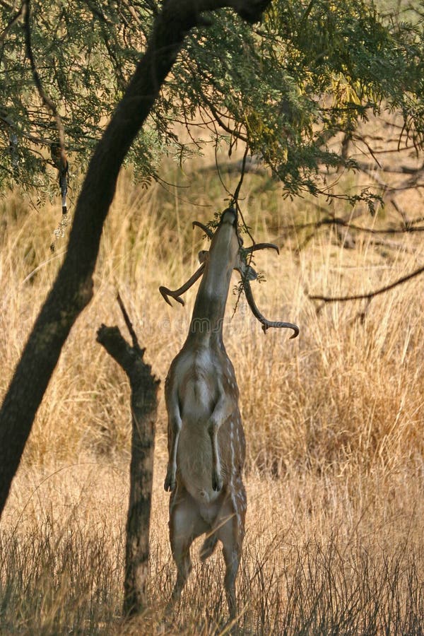 Spotted deer stock image. Image of animal, horns, antelope - 2207451