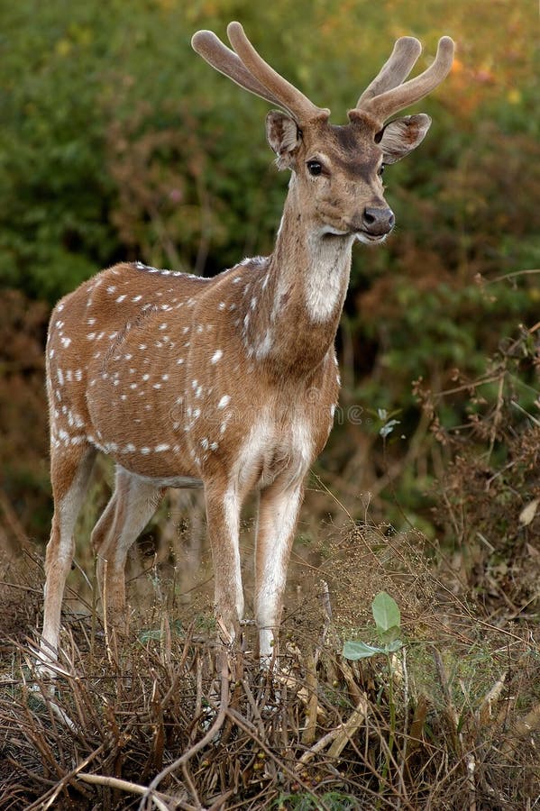 Spotted deer stock image. Image of deer, wilderness, animal - 548821