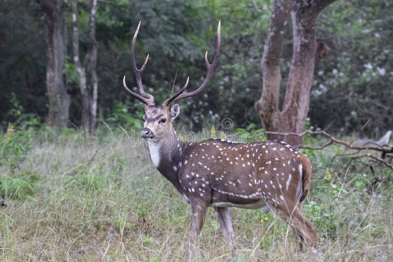 Spotted Deer or Chital or Axis Deer Standing in a Forest Stock Photo ...
