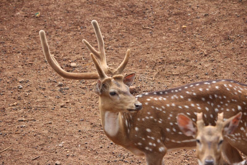 Spotted deer in captivity stock image. Image of antelope - 255007947