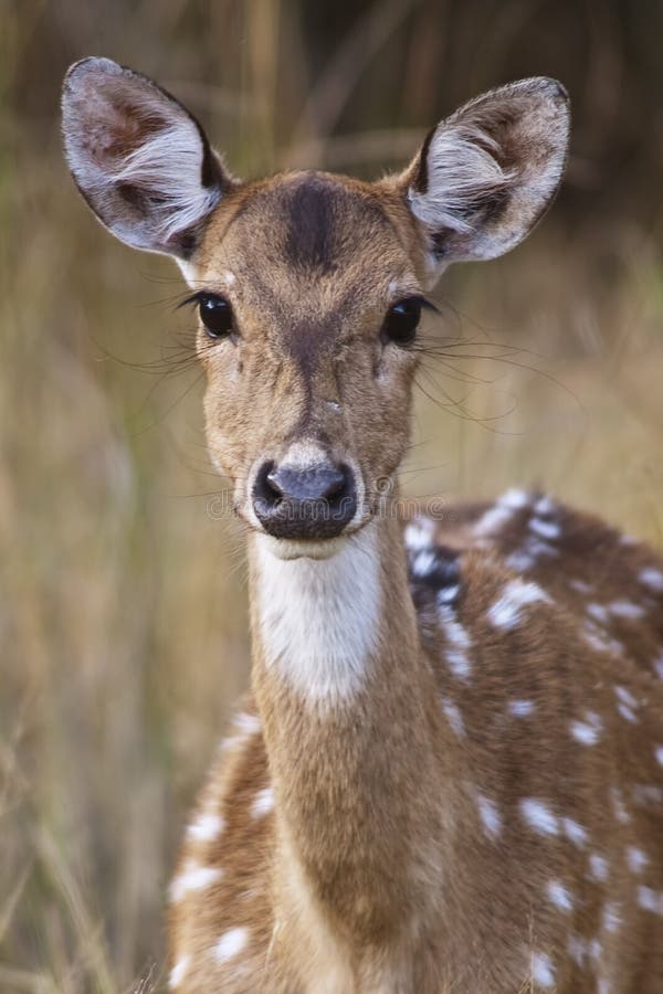 Spotted Deer in Zoological Park in Coorg Stock Image - Image of flowers ...
