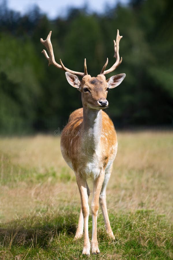 Spotted Deer (dama Dama) Standing on Edge of the Forest Stock Photo ...