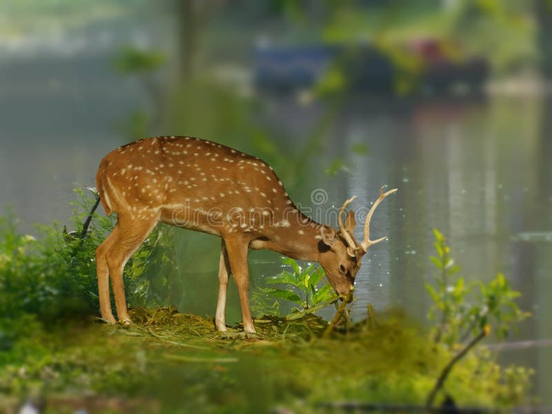 Spotted Deer in Dreamy Scenery Stock Photo - Image of calm, deer: 273966142