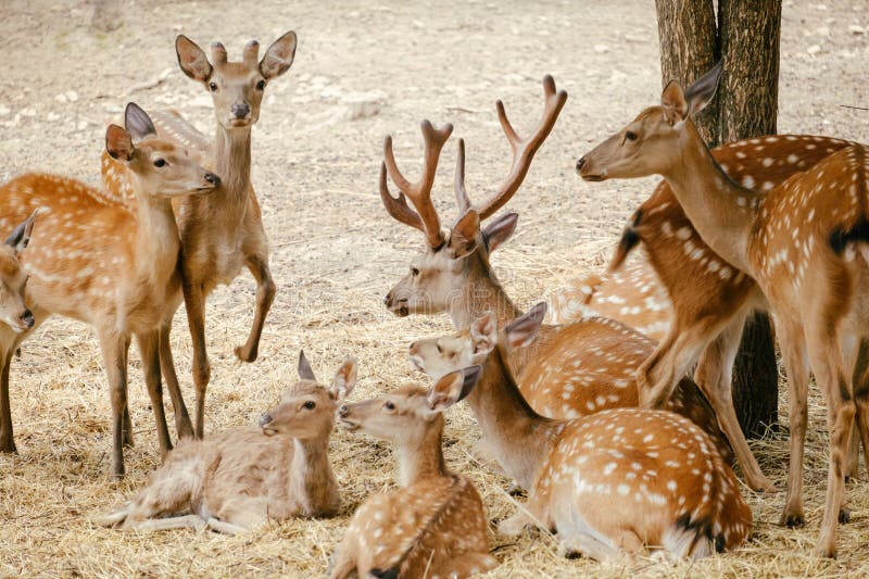 Spotted Deer on Dry Grass Close Up Stock Photo - Image of buck, deer ...