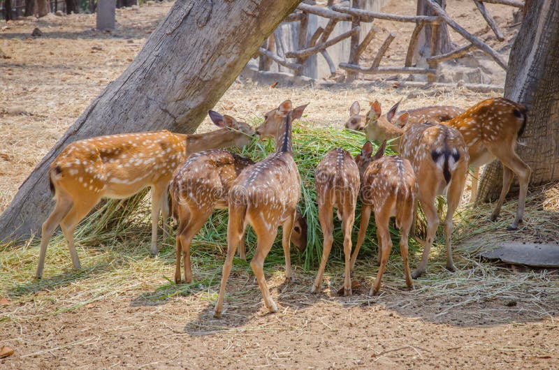 Spotted Deer Eating Grass. Chital. Stock Photo - Image of wild, cute ...
