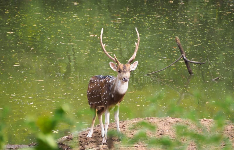 Spotted deer stock photo. Image of male, buck, environment - 133358332