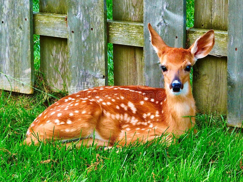 Spotted Deer Lying on Grassland Stock Photo - Image of cabin, mammal ...