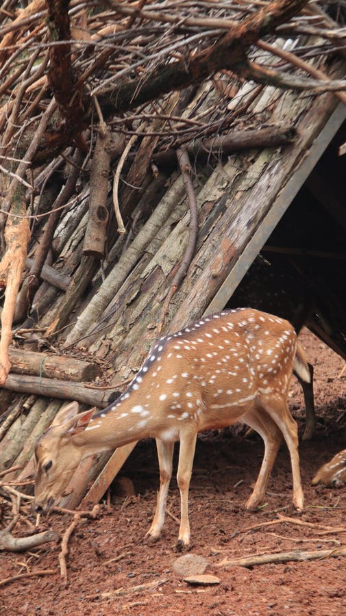 Spotted Deer Near Rustic Wooden Structure Stock Photo - Image of wood ...