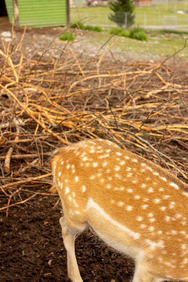 Spotted Deer in Open Zoo White Tail Back Stock Image - Image of nature ...