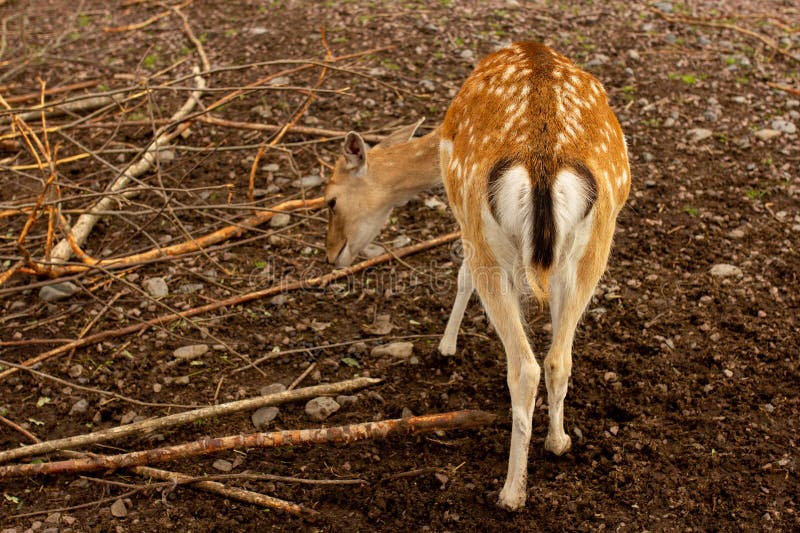 Spotted Deer in Open Zoo White Tail Back Stock Photo - Image of life ...